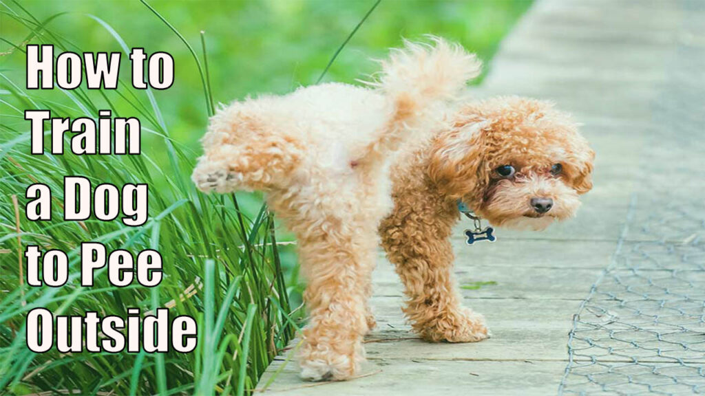 How To Train A Dog To Pee Outside Everything You Need To Know