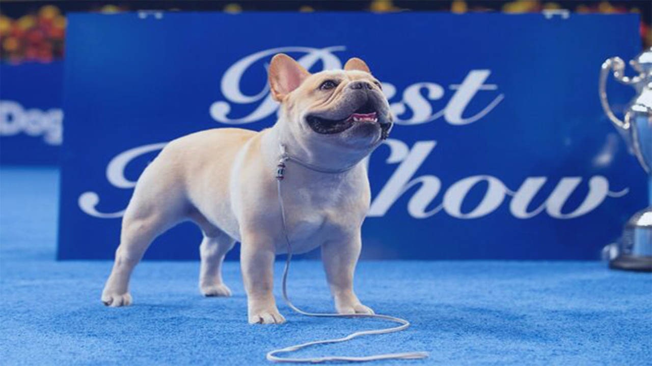 Golden Gate Kennel Club Dog Show 2023 Everything To Know