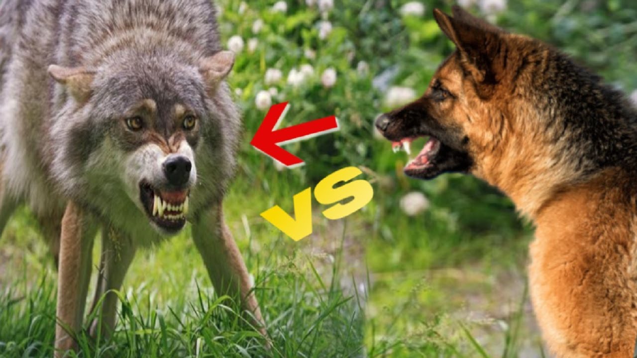Wolf Dog Vs German Shepherd: Battle of the Top Dogs - Dog Show TV