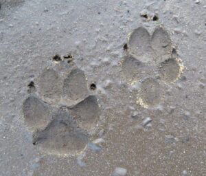 Wolf Tracks Vs Dog Tracks: Unveiling the Differences. - Dog Show TV