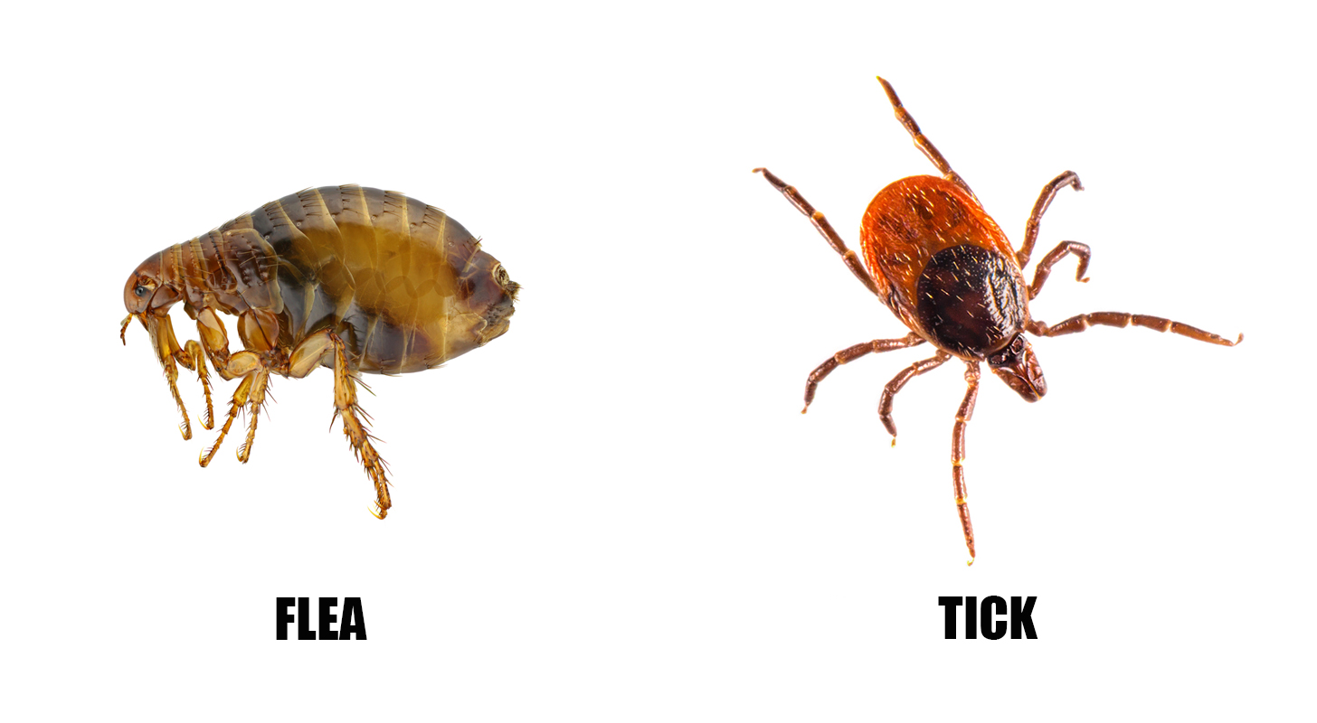Cat Flea Vs Dog Flea: The Ultimate Comparison Guide - Dog Show TV