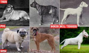 Pug Skull Vs Normal Dog Skull: The Shocking Differences Unveiled - Dog Show TV