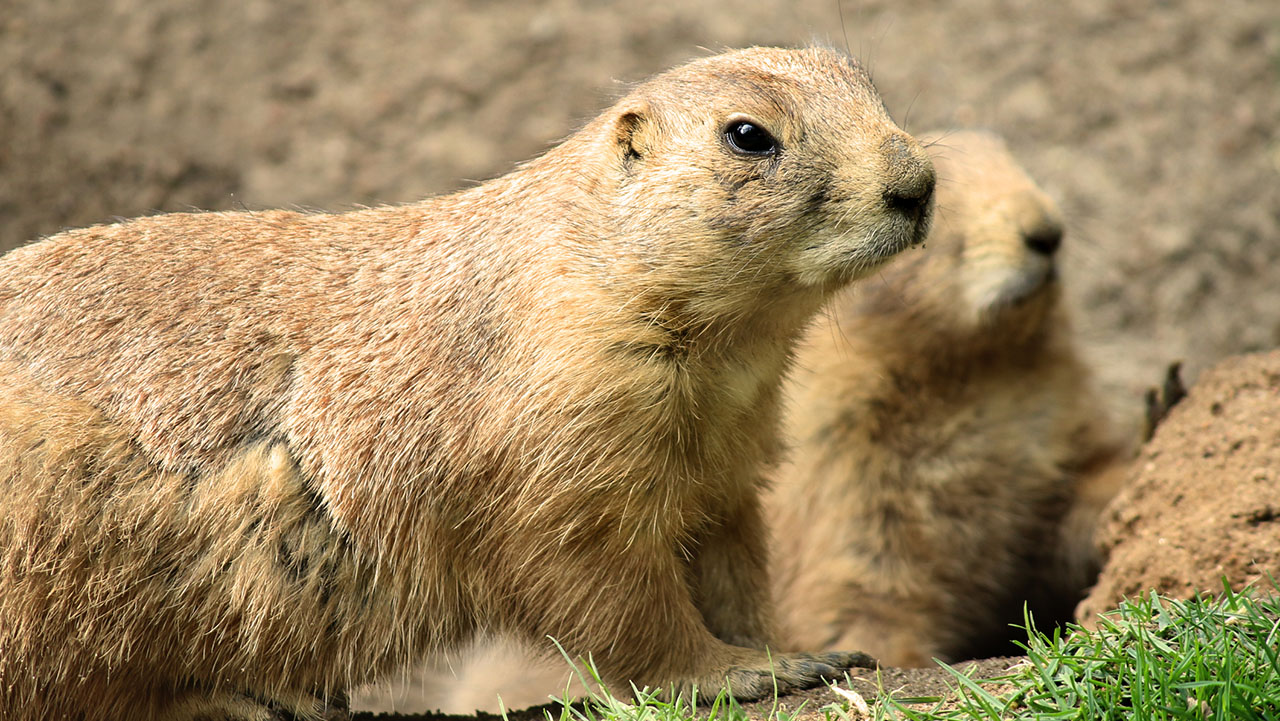 Prairie Dog Vs Groundhog : The Ultimate Showdown - Dog Show TV