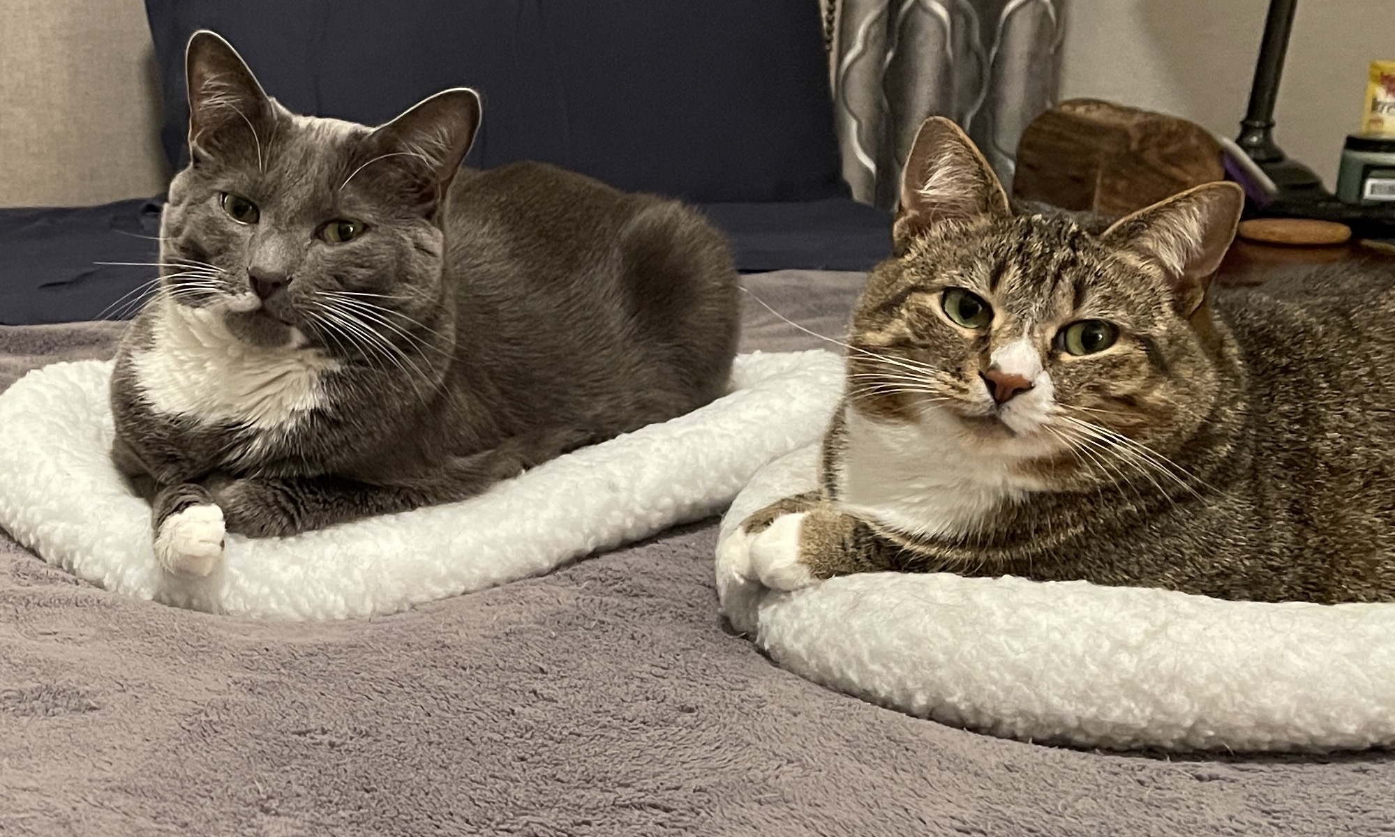 What Do You Call a Dog That Can Do Magic : Supernatural Paw-sibilities ...