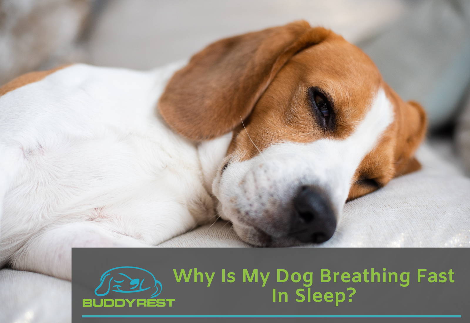 Why is My Dog Breathing So Fast While Sleeping : Understanding the ...