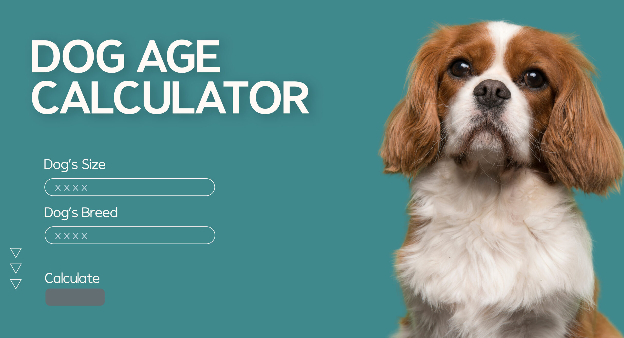 How Old is My Dog in Human Years Calculator : Calculate Your Dog's Age Now