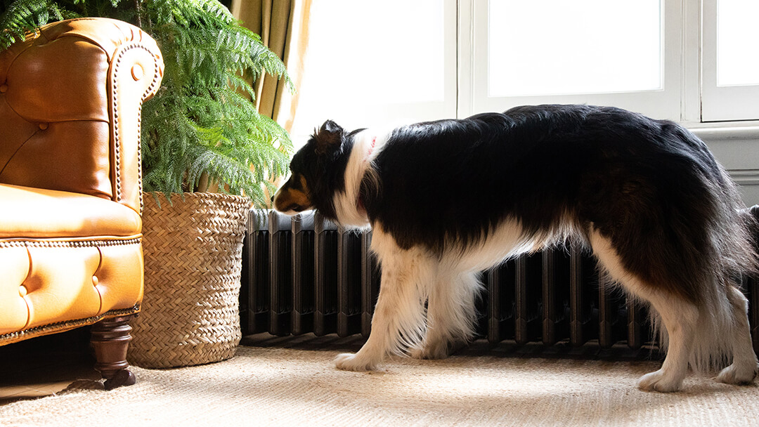 How to Know When a Dog is in Labor : Essential Signs and Tips - Dog Show TV