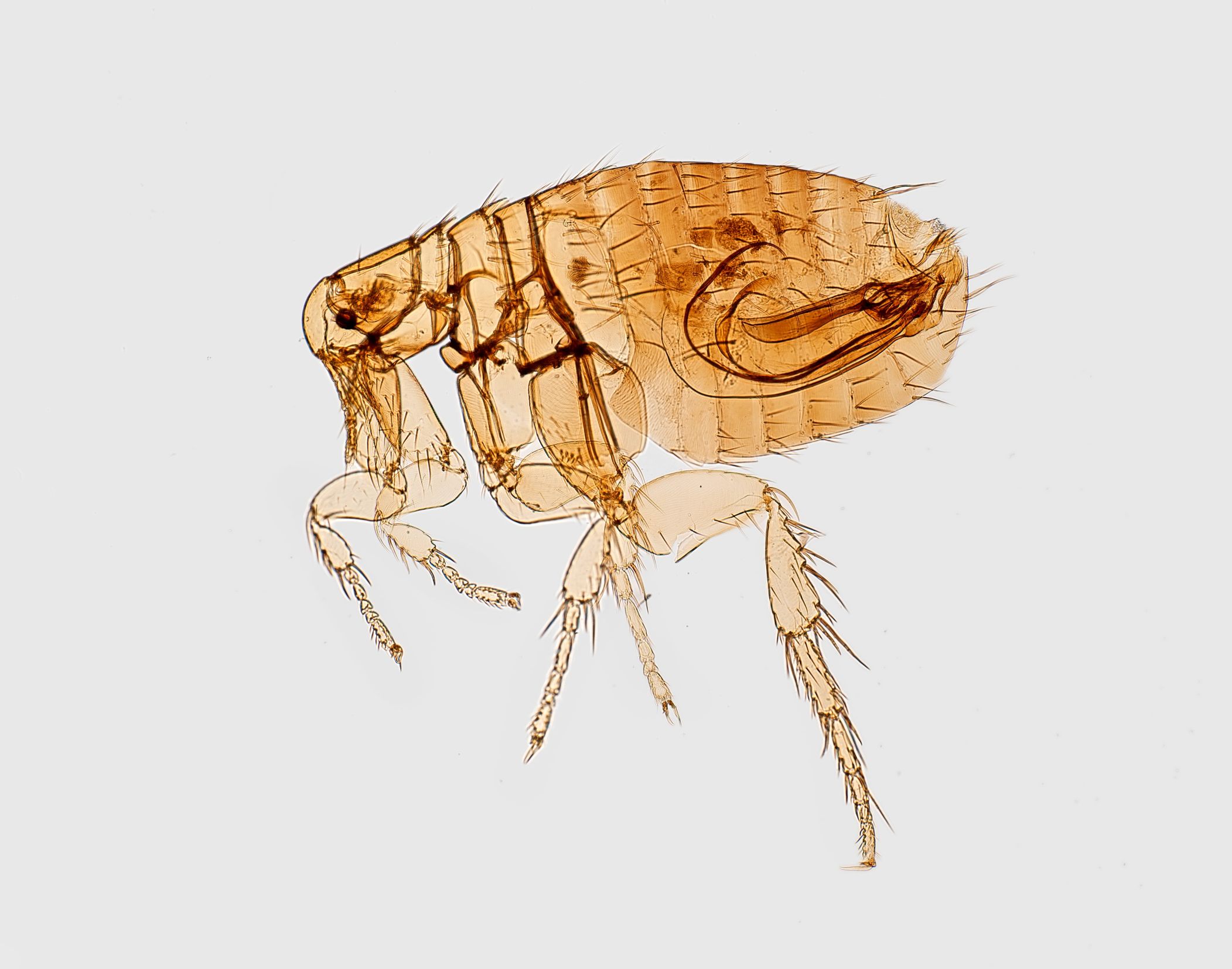 What Does a Flea Look Like on a Dog: Identifying and Understanding the Risk