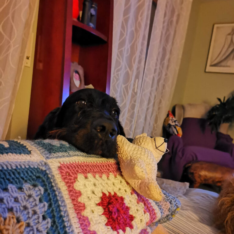 What Does It Mean When A Dog Leans On You Understanding Canine Cues