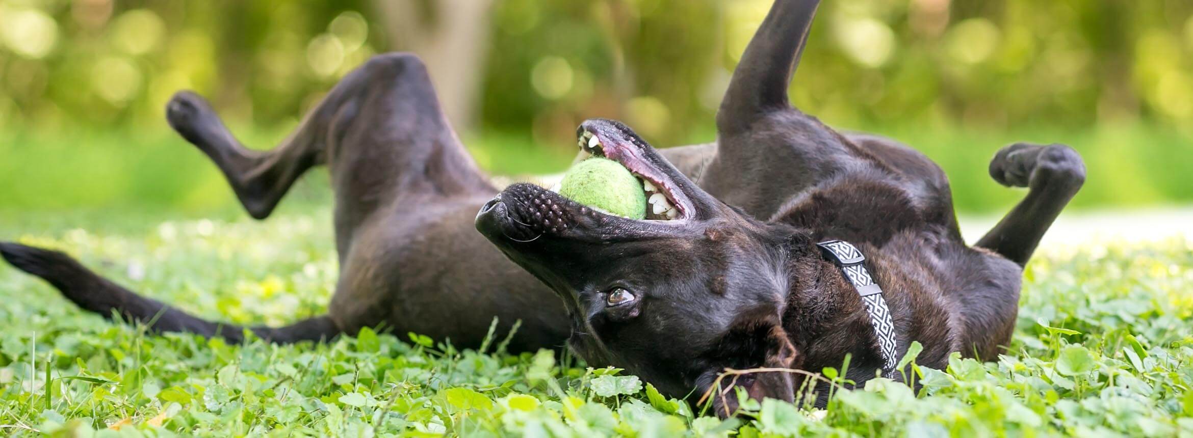 Why Do Dogs Roll on Their Back And Wiggle: The Surprising Reasons