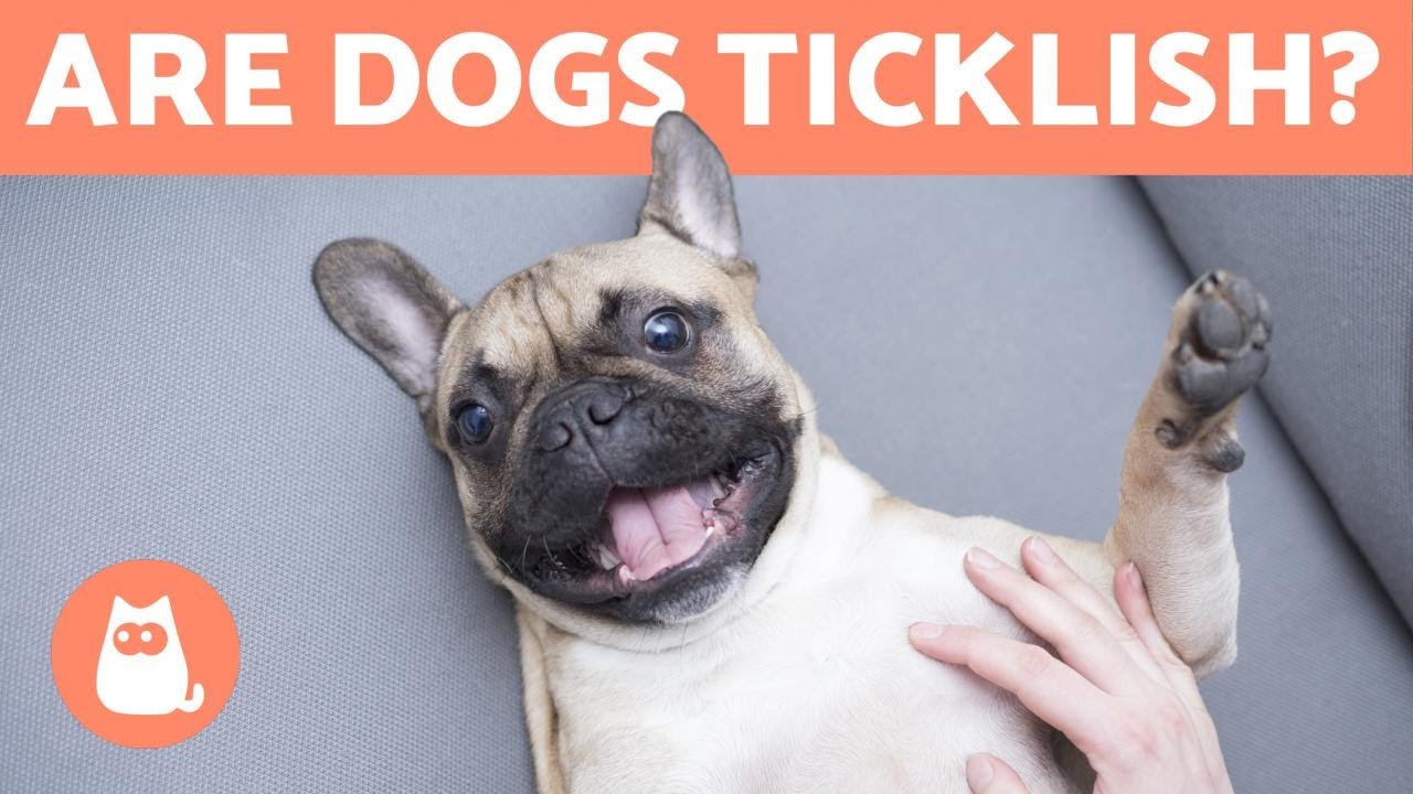 Why Do Dogs Shake Their Legs When You Scratch Them: Unveiling the ...