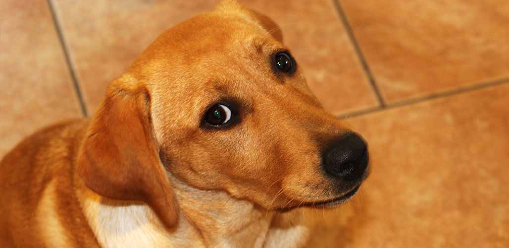 Why Does My Dog Sit Alone in Another Room: Understanding Your Dog's ...