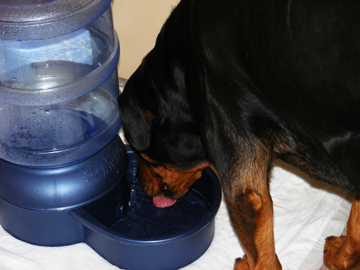Dog Drinking a Lot of Water And Peeing a Lot: Causes and Solutions ...