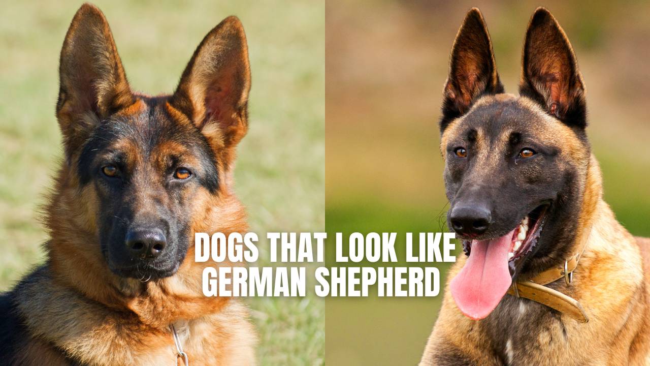 Dog That Looks Like a German Shepherd But Smaller: The Perfect ...