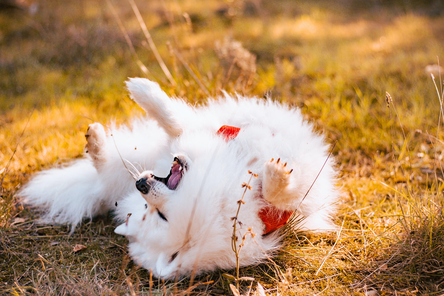How Do You Teach a Dog to Roll Over: A Step-by-Step Guide
