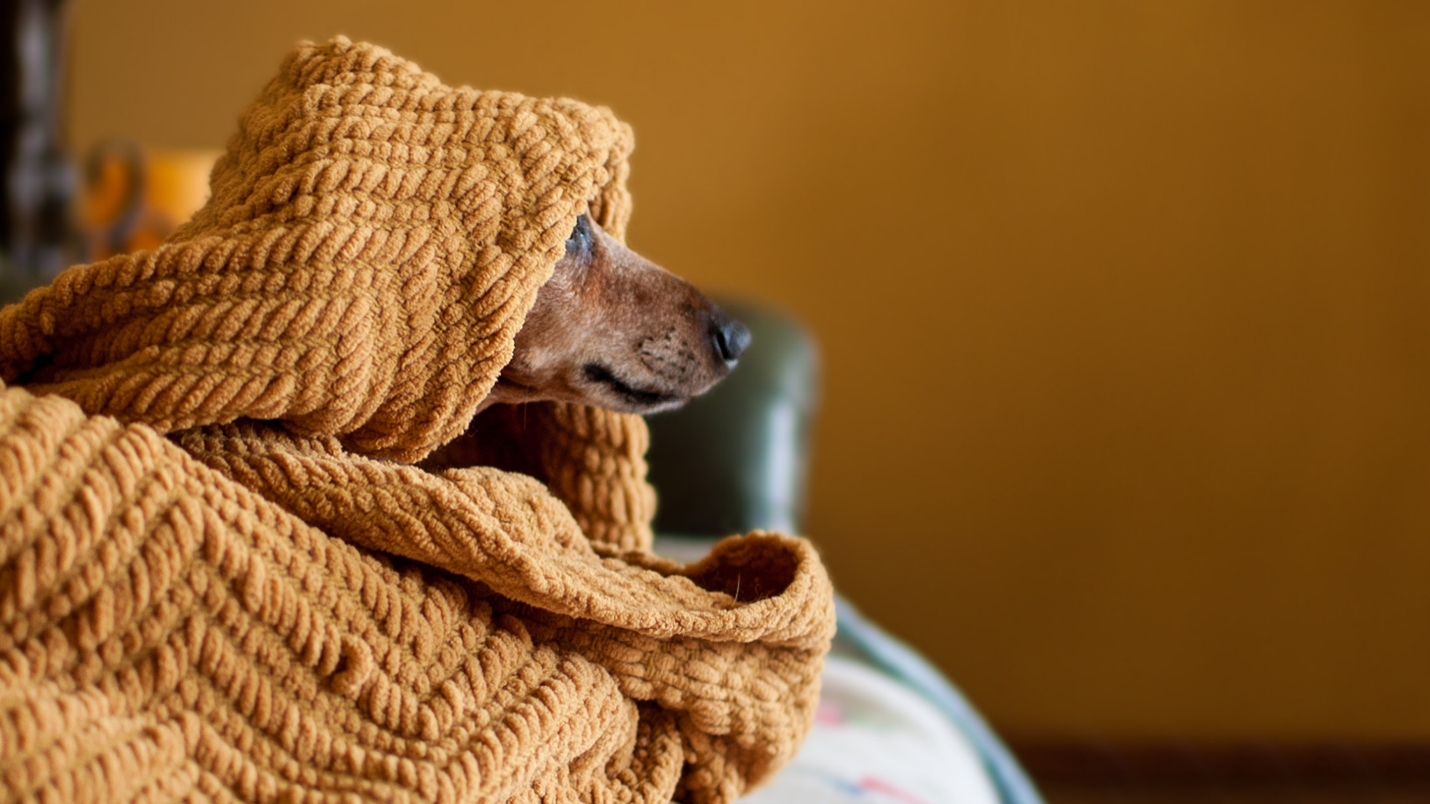 How to Calm a Dog During a Storm at Night: Expert Tips - Dog Show TV