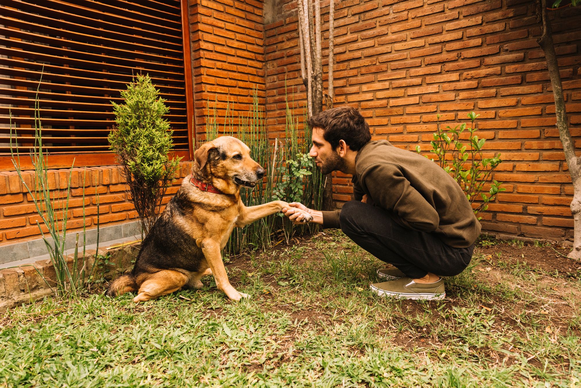 How to Gain the Trust of a Scared Dog: Proven Strategies - Dog Show TV