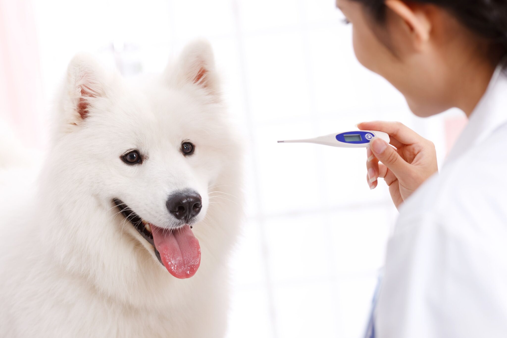 How to Take a Dog's Temperature: Expert Guide with a Human Thermometer ...