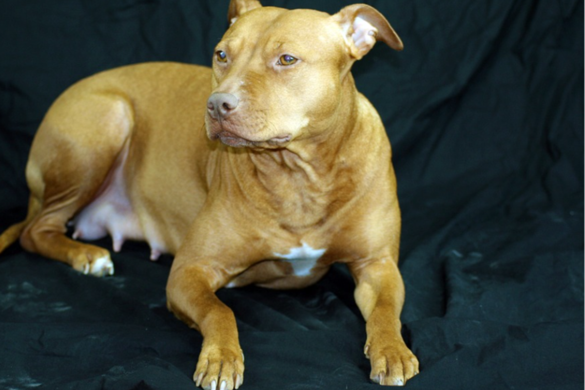 How to Tell When a Dog is in Labor: Key Signs and Symptoms - Dog Show TV