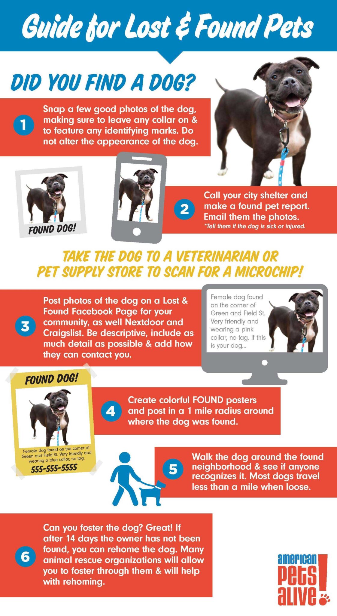 What to Do When You Find a Lost Dog: Essential Steps for a Successful ...