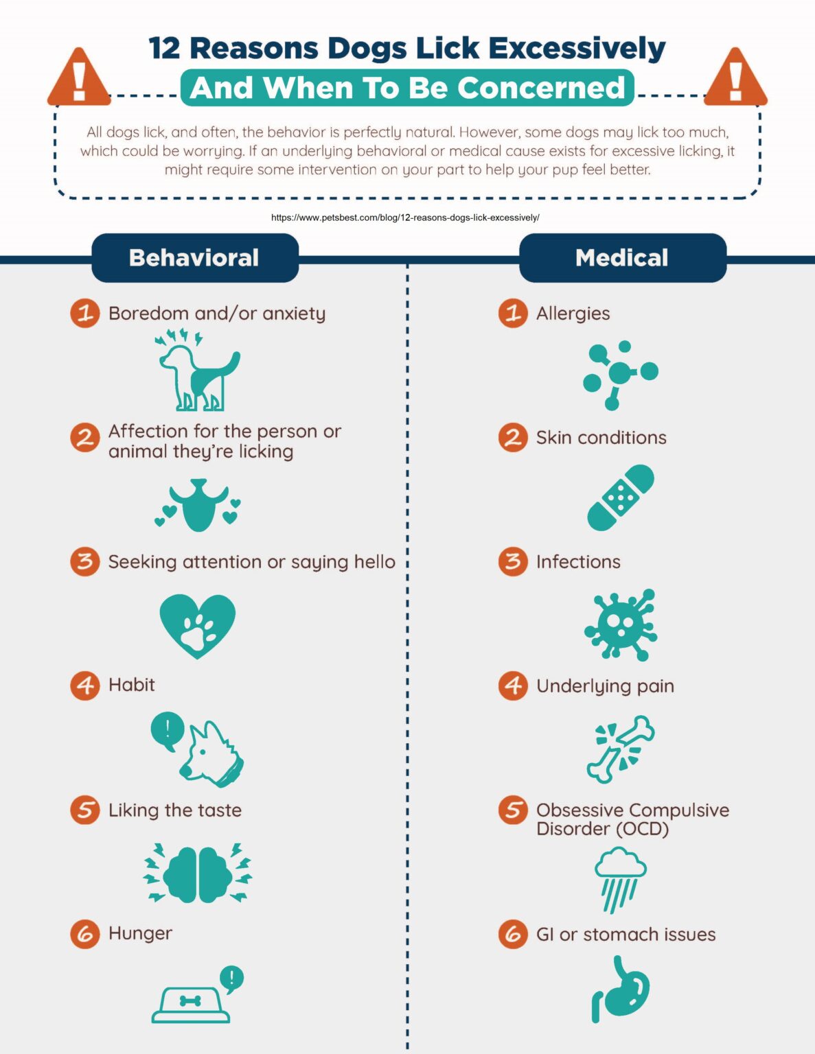 Why Does My Dog Lick My Face So Much: Explained - Dog Show TV