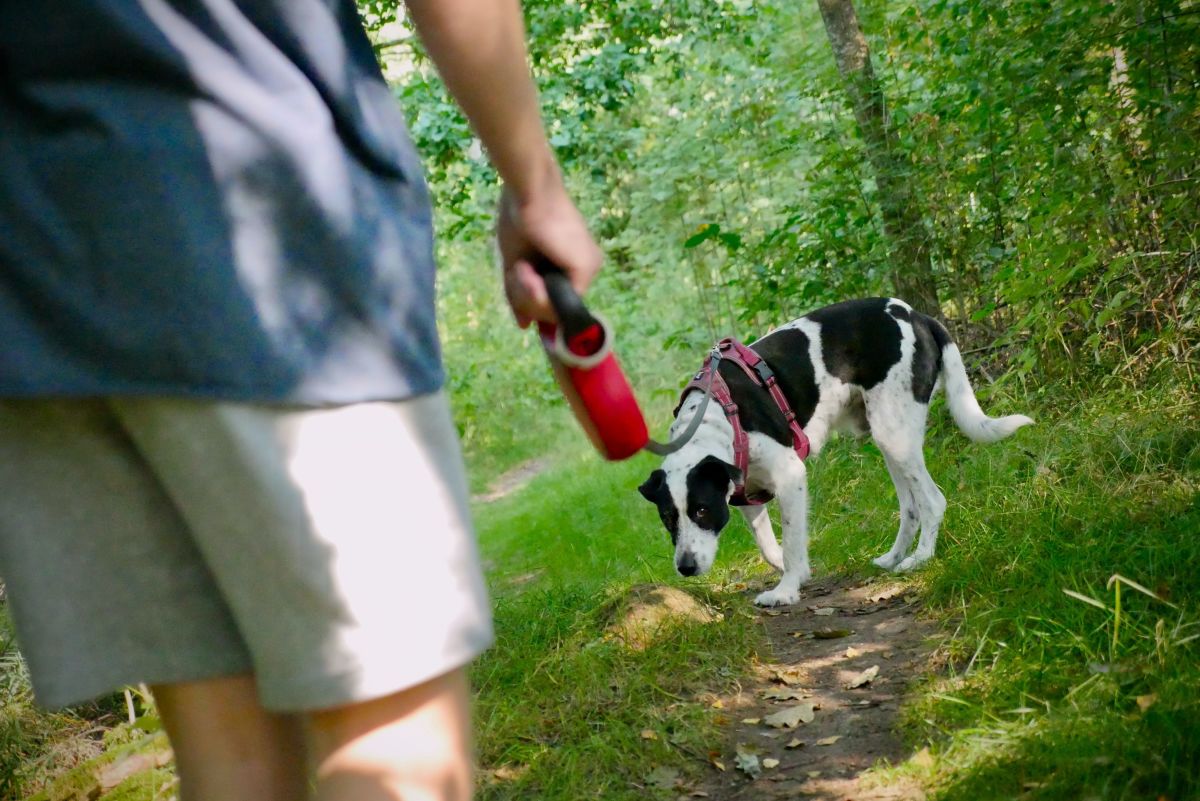 Why is My Dog Suddenly Afraid to Go Outside: Uncovering the Fear - Dog ...