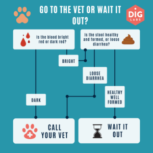Why is My Dog's Poop Like Jelly With Blood: Understanding the Cause ...
