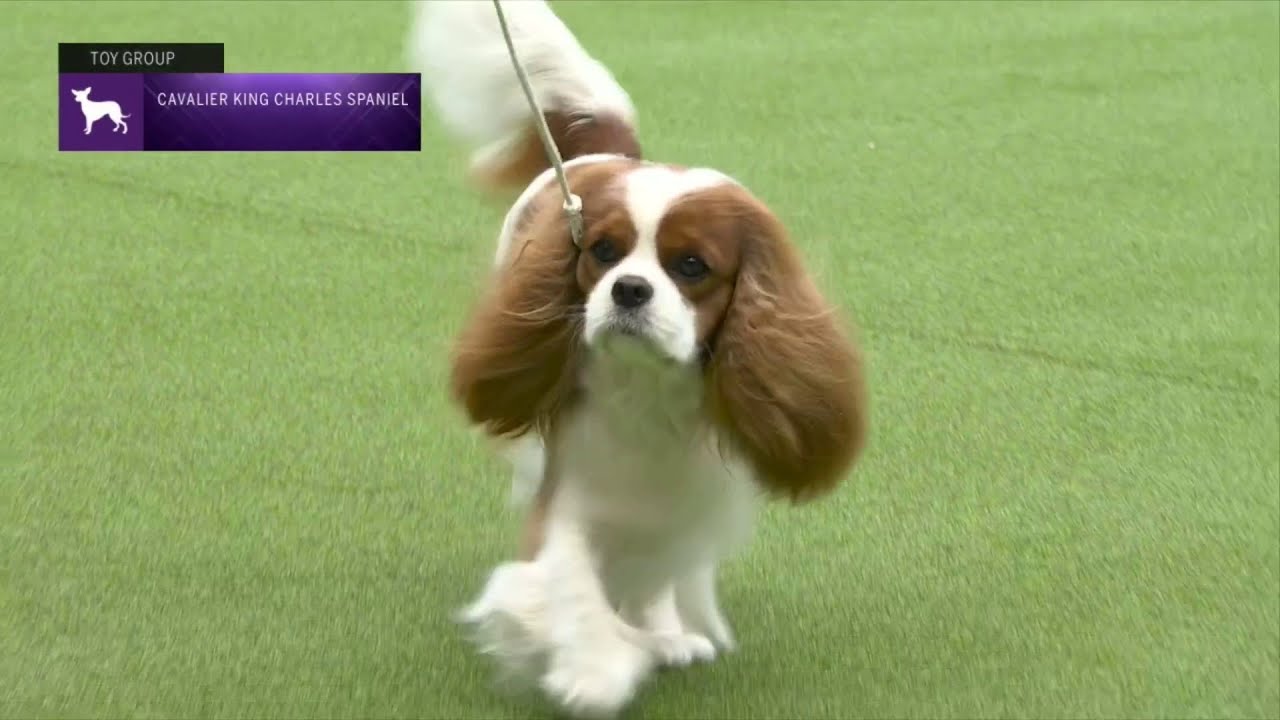Crowning the Cavalier King Charles Spaniel at the Ultimate Dog Show ...