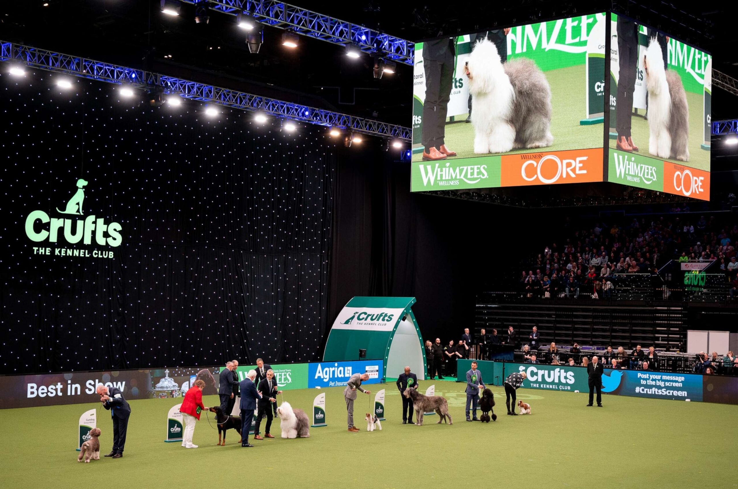 Dazzling Dog Show Dancing: A Paw-some Performance!