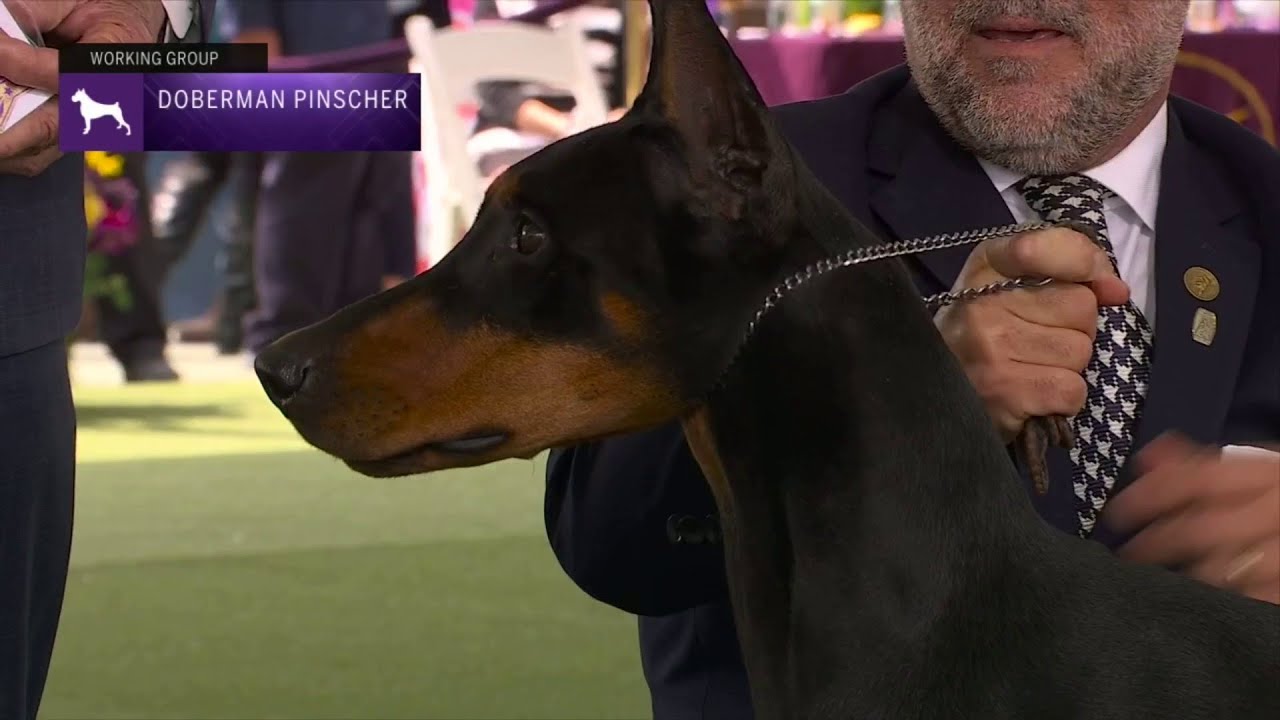 The Ultimate Guide to Dog Show Dobermans: Unleashing the Champion ...