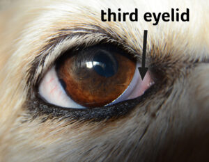Decoding the Mystery Behind a Dog's Third Eyelid Showing: What You Need ...