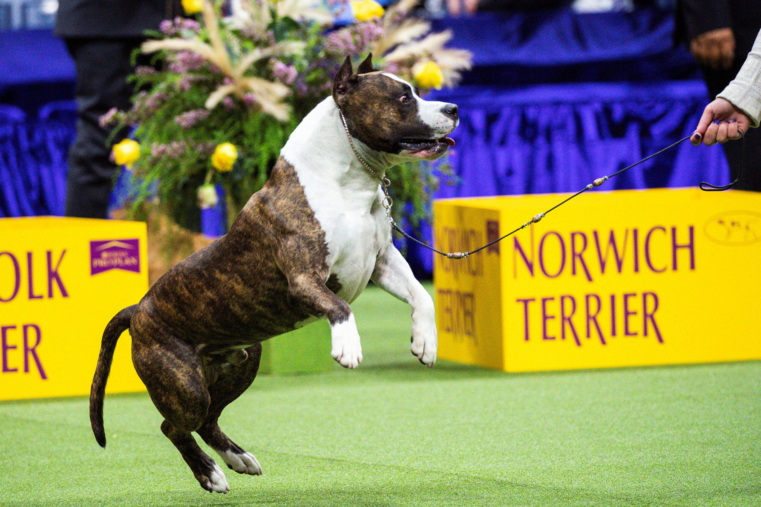 Meet the National Dog Show Winner of 2025: A Pawsome Victory Unleashed!