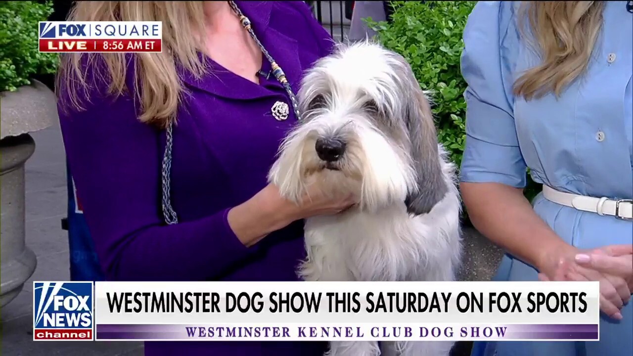 Stay Tuned: Westminster Dog Show on TV Now - Watch the Best in Show ...