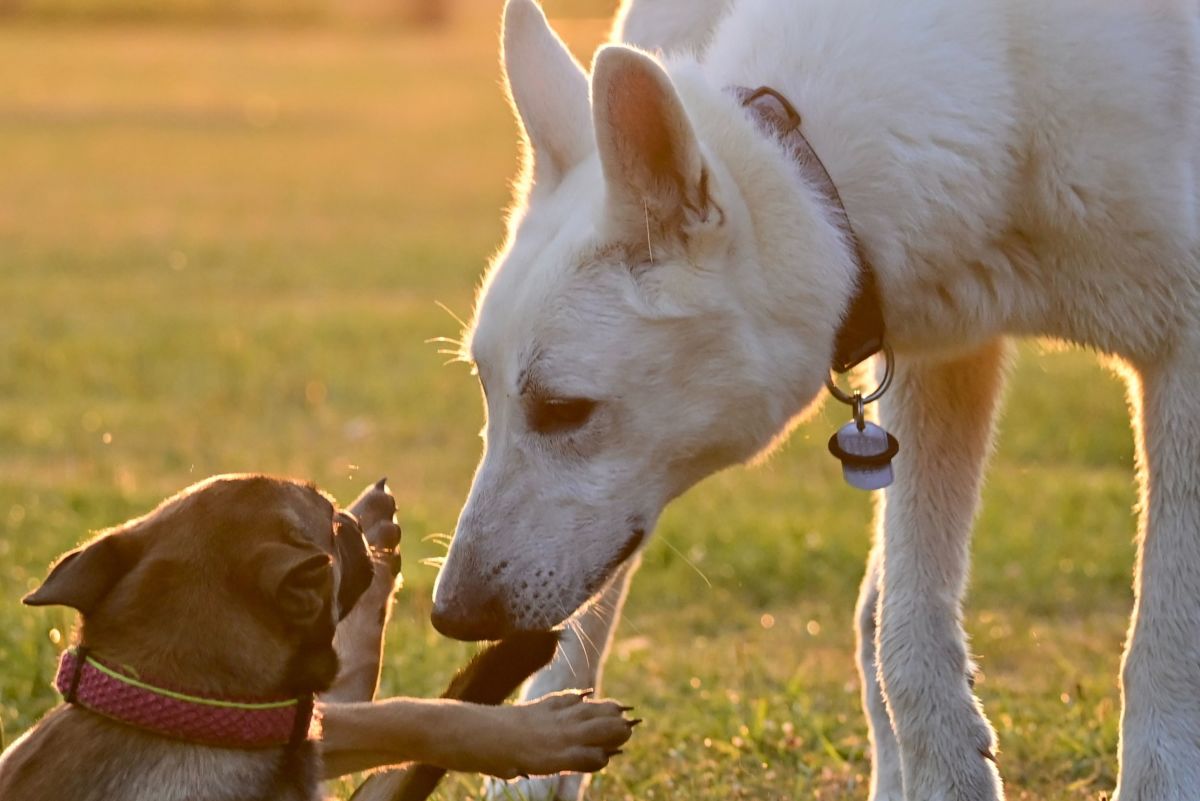 Dominance Display: When One Dog Shows Who's Top Dog to Another - Dog ...