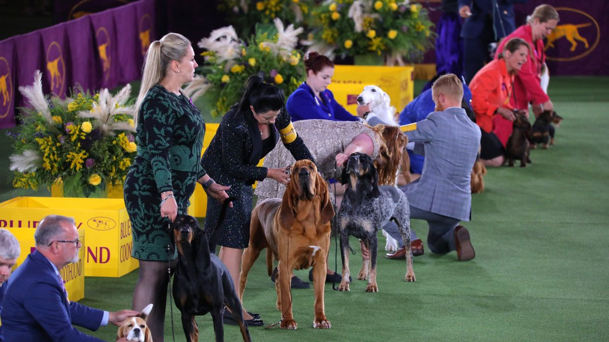 Woofing it Up at the West Minster Dog Show: A Canine Spectacle Not to ...