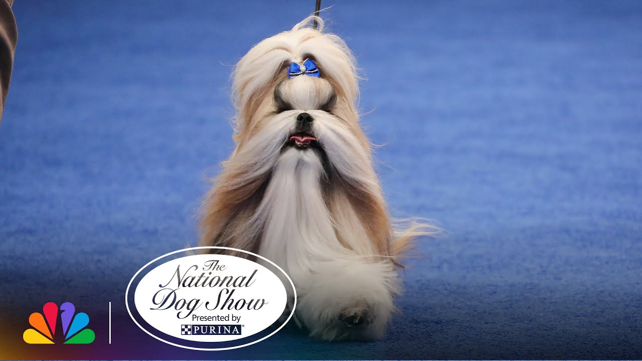 Comet the Dog Show Winner: A Tail of Triumph and Terrier Tenacity ...