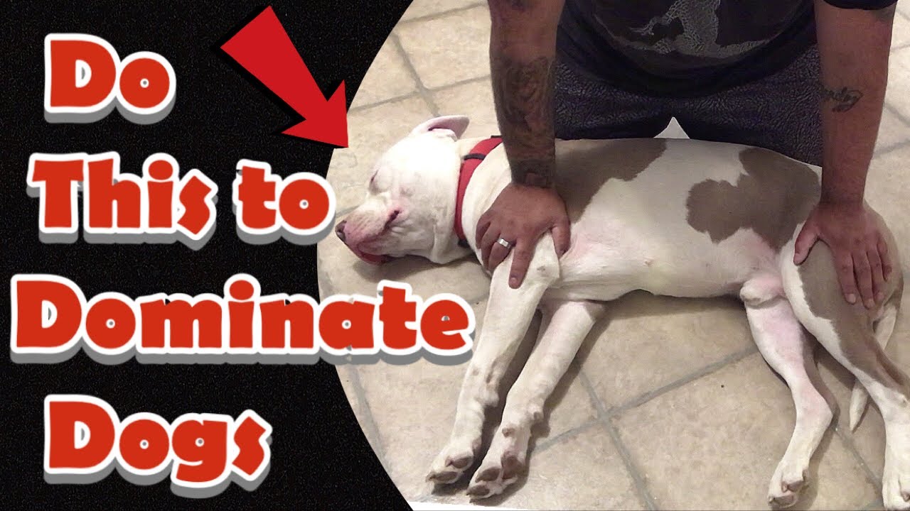 Dominance Unleashed: How to Show Dominance to Your Dog Like an Alpha ...