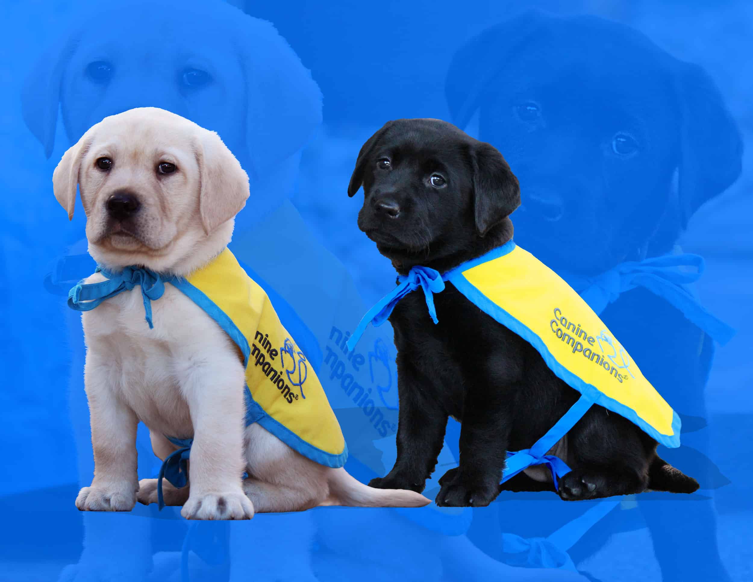 Show Me Dog Images: A Visual Delight for Canine Lovers!