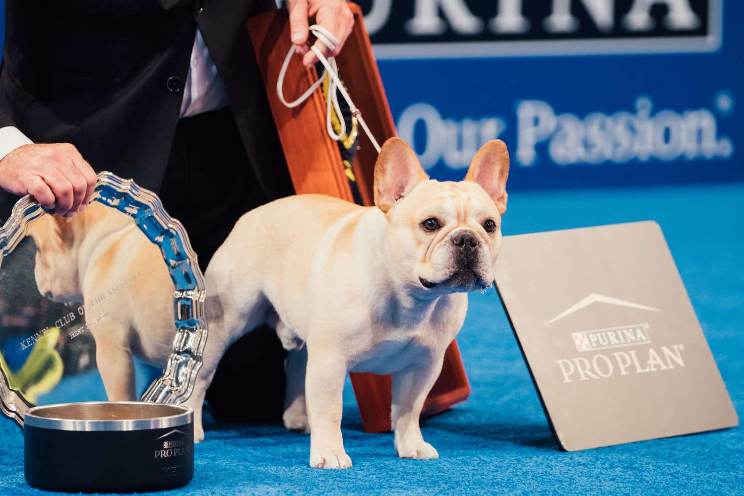 What Dog Won the Dog Show? Unveiling the Top Canine Champion! - Dog Show TV
