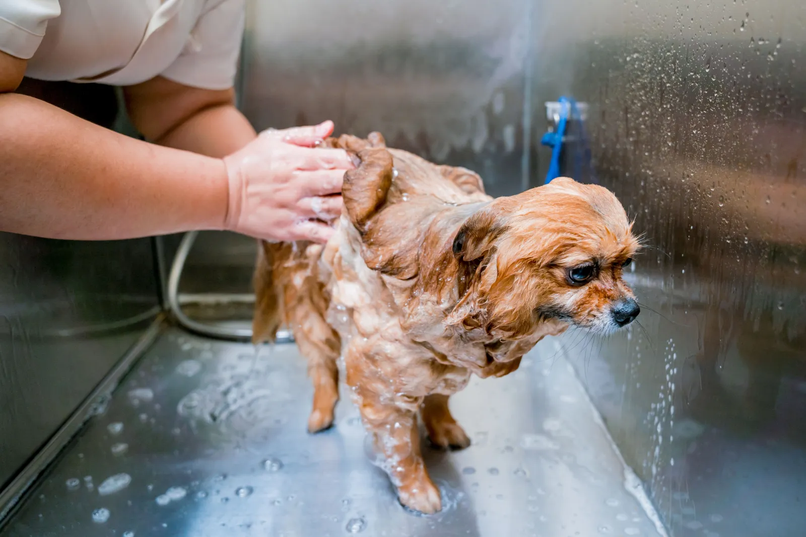 Doggie Details: How Often Can You Shower a Dog? - Dog Show TV