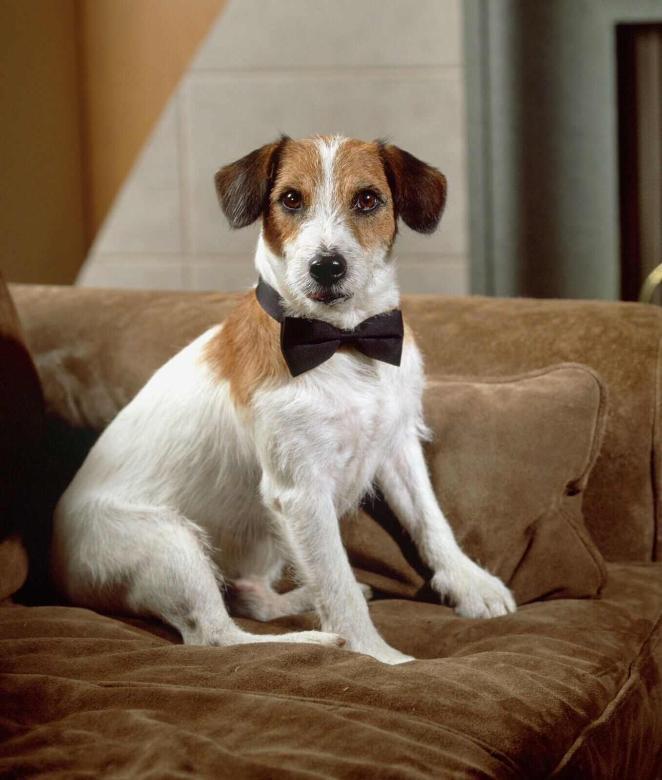 Frasier's Furry Friend: The Iconic Dog on Frasier Show - Dog Show TV
