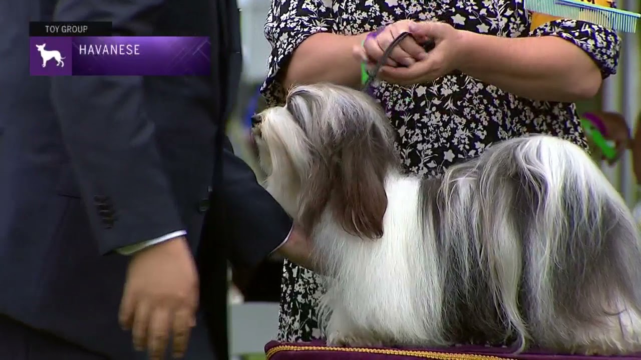 Unleashing the Charm: A Guide to the Havanese Show Dog Phenomenon - Dog ...