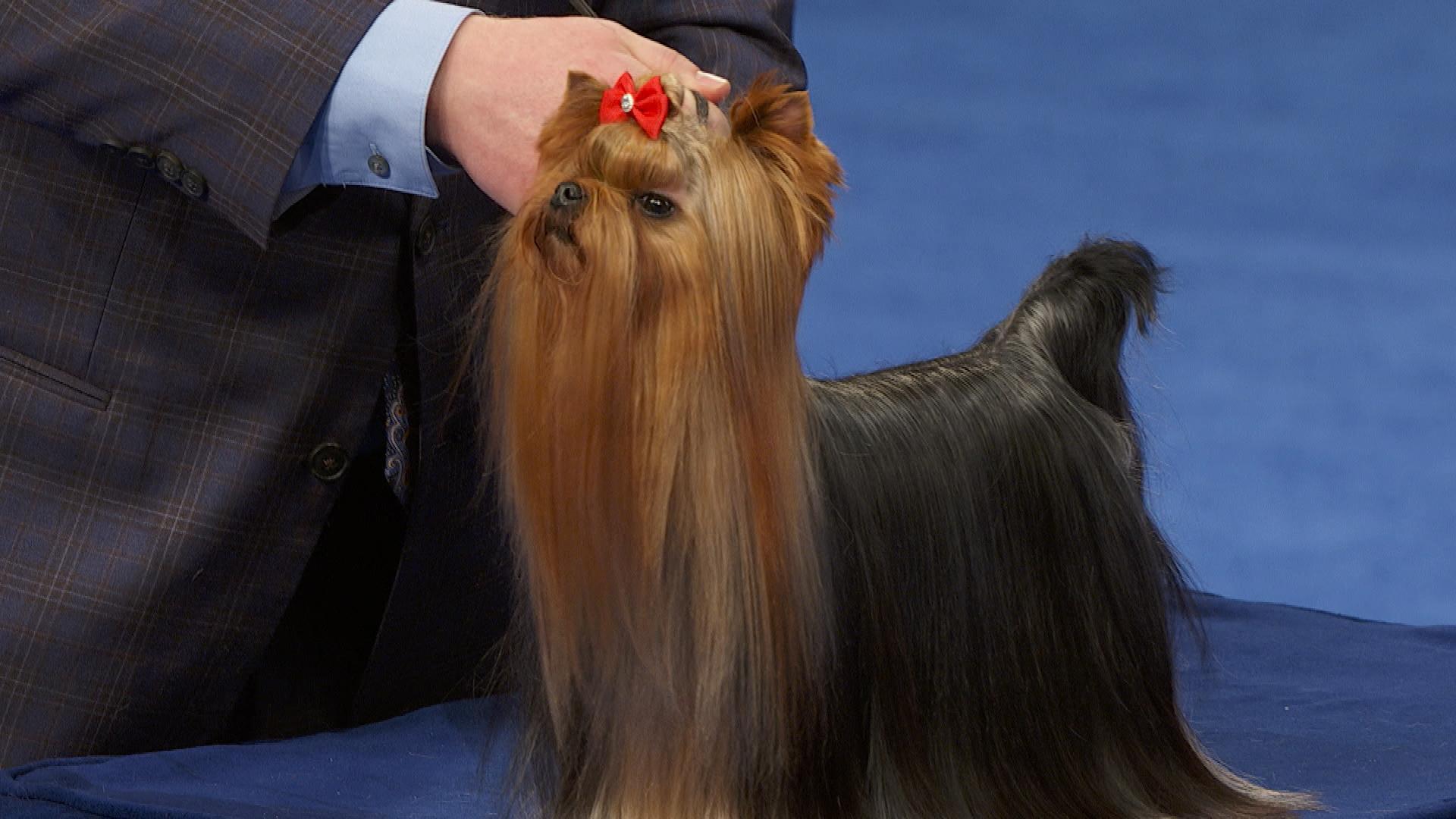 Unleashing the Champion Within: The Yorkie Show Dog Phenomenon - Dog Show TV