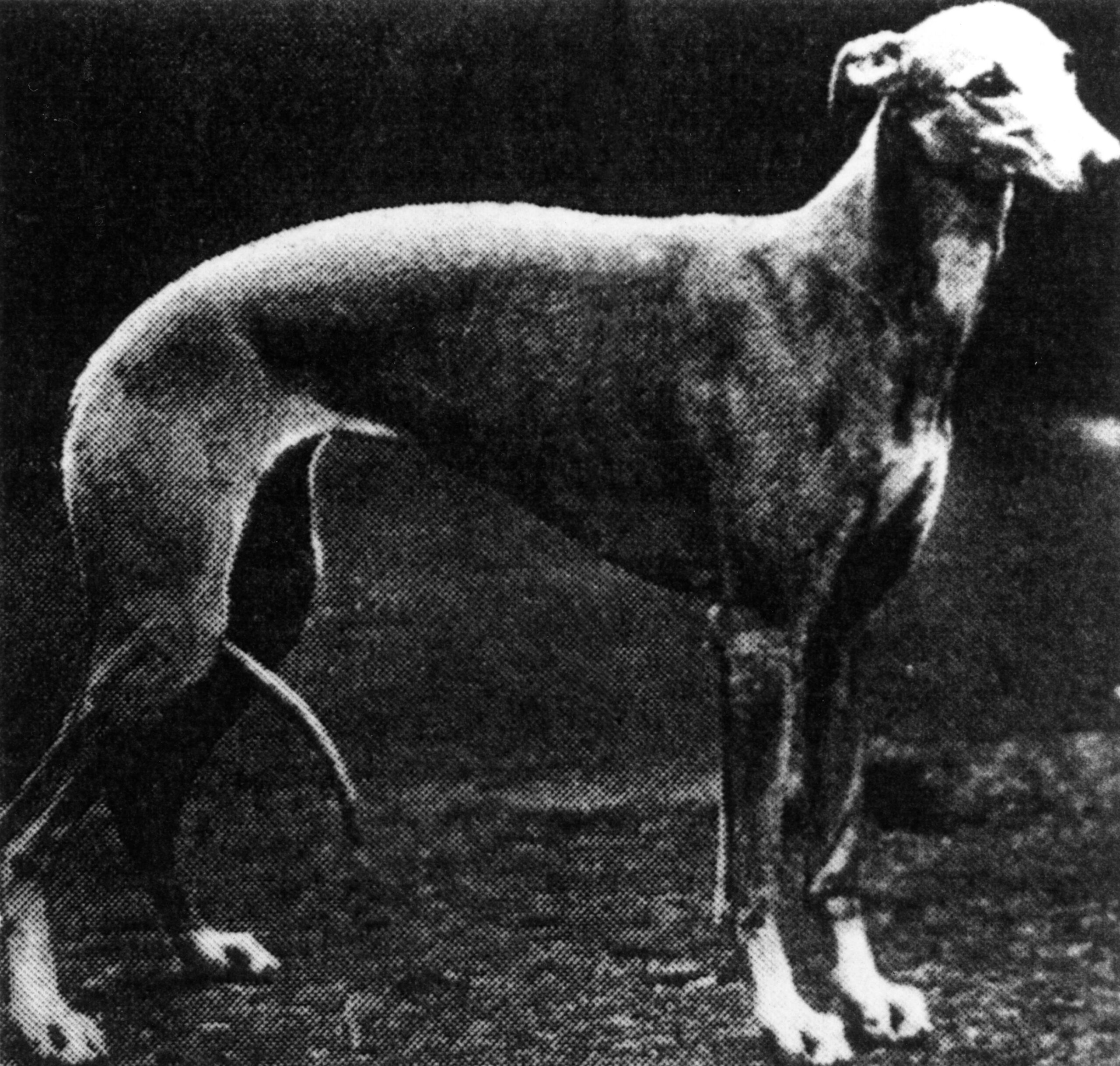 Unleashing the Top Dogs of 2025: Best in Show Canine Champions