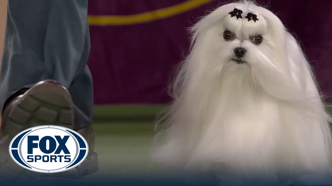The Ultimate Guide to Training Your Maltese Show Dog - Dog Show TV