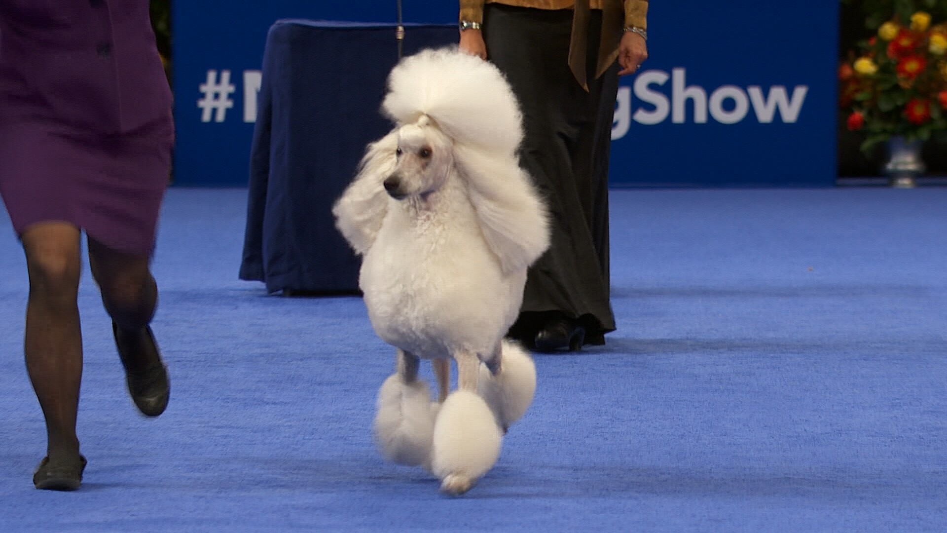 The Ultimate Guide to Poodle Dog Shows: Unleashing the Fluff and Fun ...