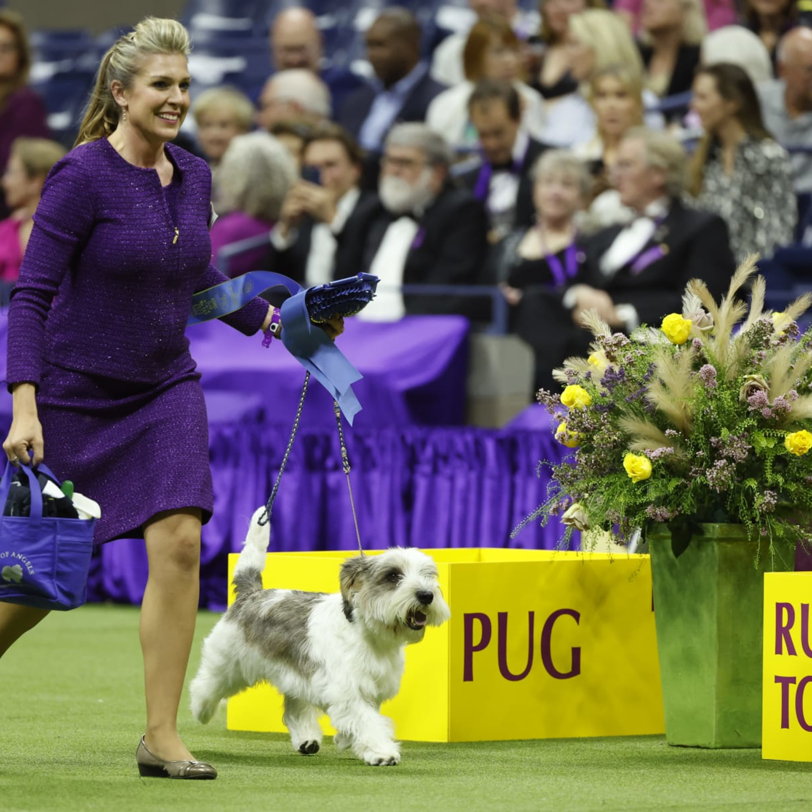 Unleashing the Results of the Dog Show Today: Who's Top Dog? - Dog Show TV