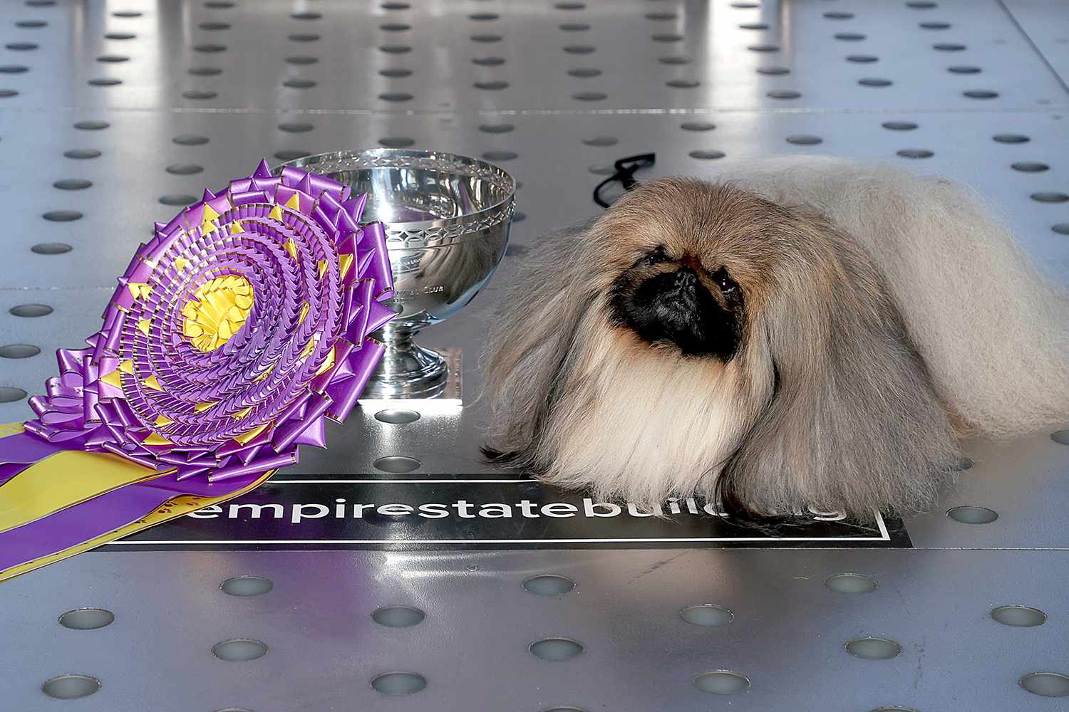 Unveiling the Winner of the Westminster Dog Show: A Triumph of Canine ...