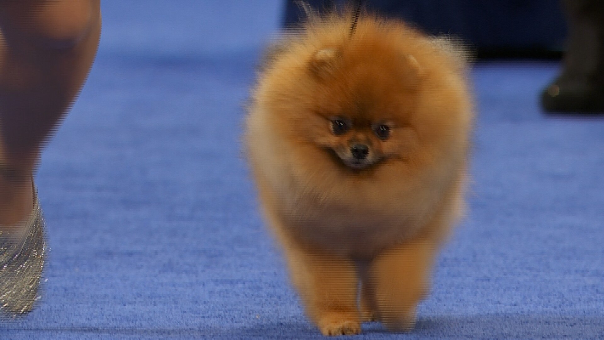 Pomeranian Show Dog: The Reigning Champion of the Canine World! - Dog ...