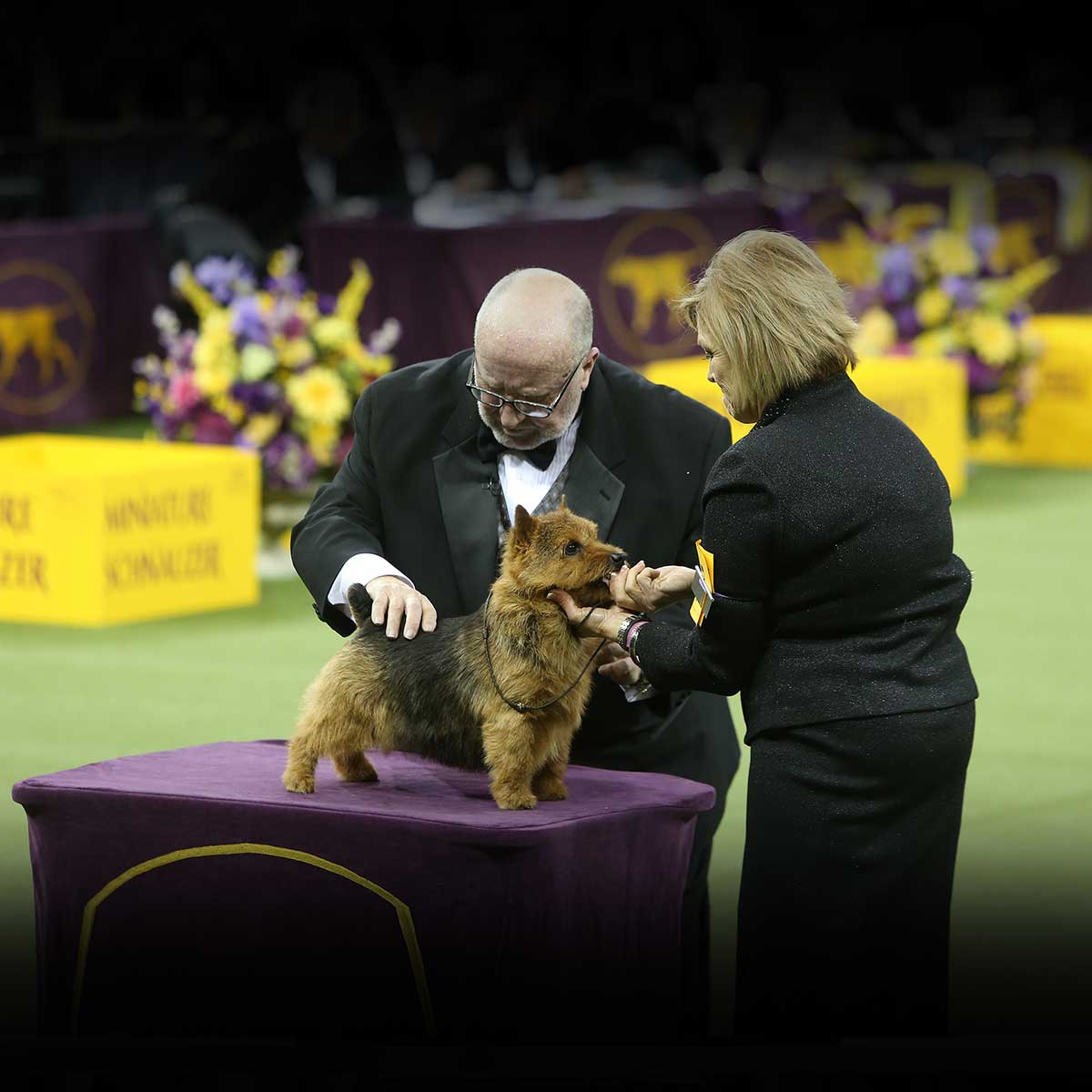 Snag Your Westminster Dog Show 2025 Tickets Today! - Dog Show TV